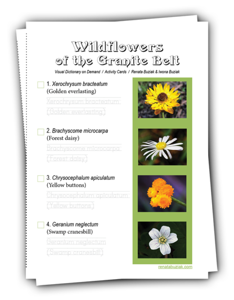 Download Free Wildflowers Art Activity - Renata Buziak